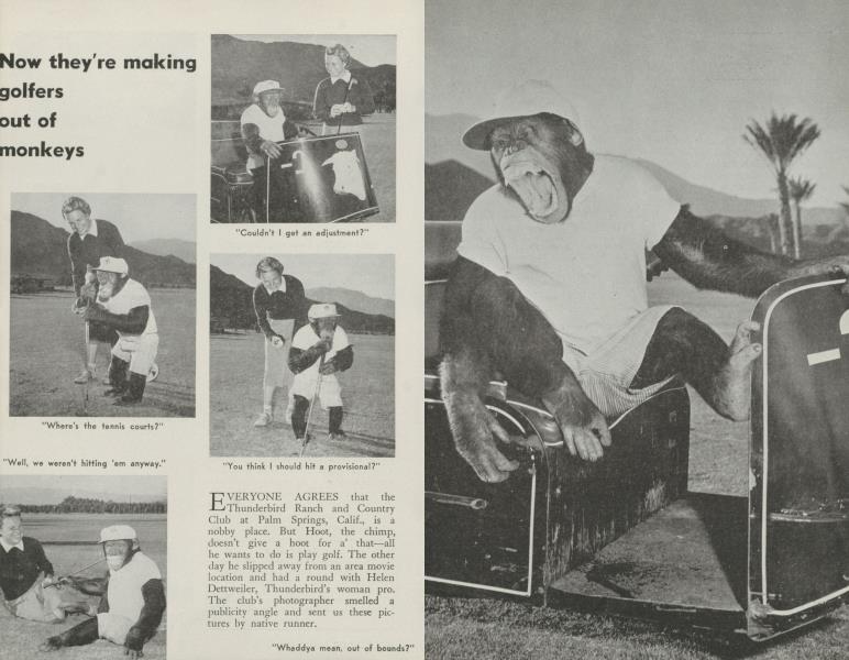 Now they're making golfers out of monkeys | Golf Digest | AUGUST 1954